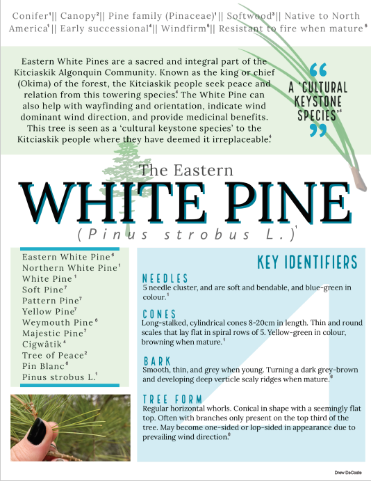 FOREST ECOLOGY & MANAGEMENT STUDENTS CREATE TREE SPECIES FACTSHEETS ...