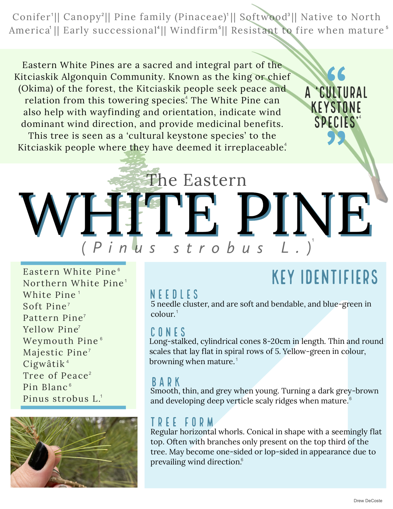 Forest Ecology Tree Fact Sheets – Westwood Lab