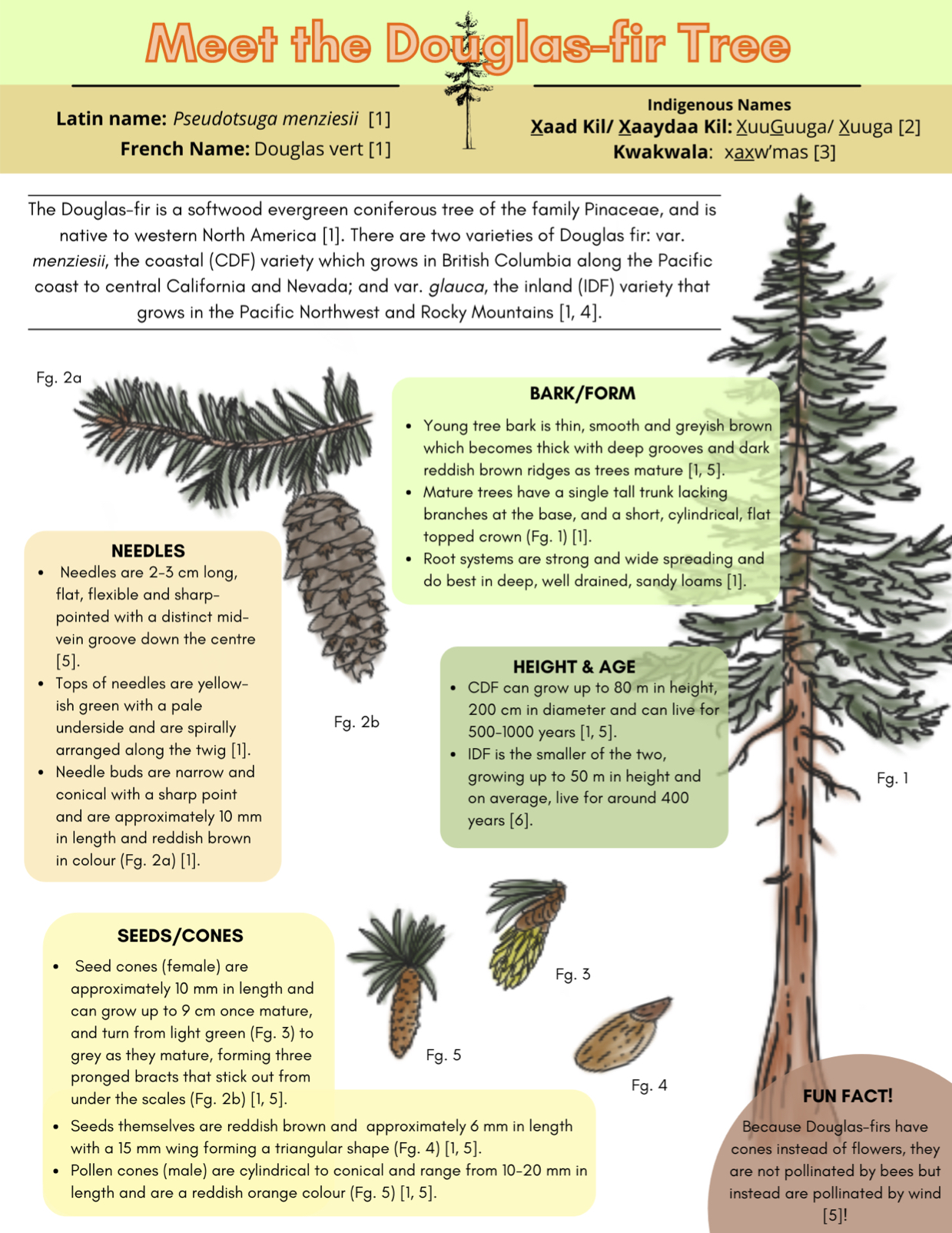 Forest Ecology Tree Fact Sheets – Westwood Lab