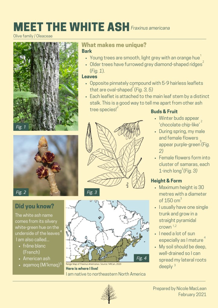 Forest Ecology Tree Fact Sheets – Westwood Lab
