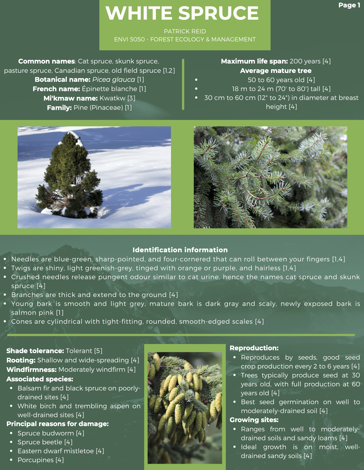 Forest Ecology Tree Fact Sheets – Westwood Lab