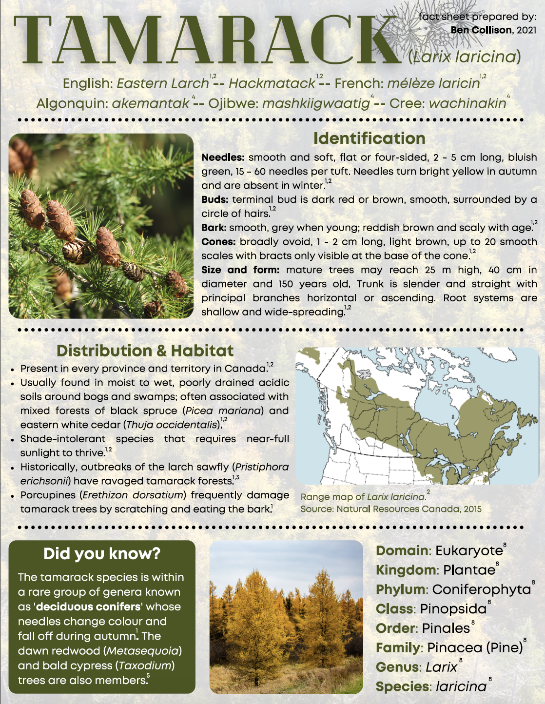 Forest Ecology Tree Fact Sheets – Westwood Lab