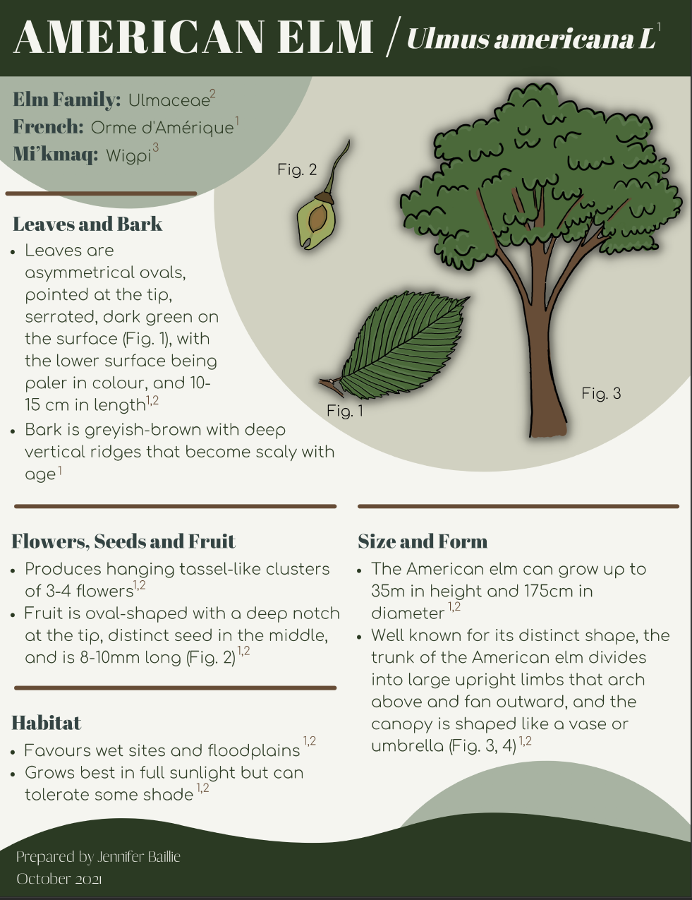 Forest Ecology Tree Fact Sheets – Westwood Lab